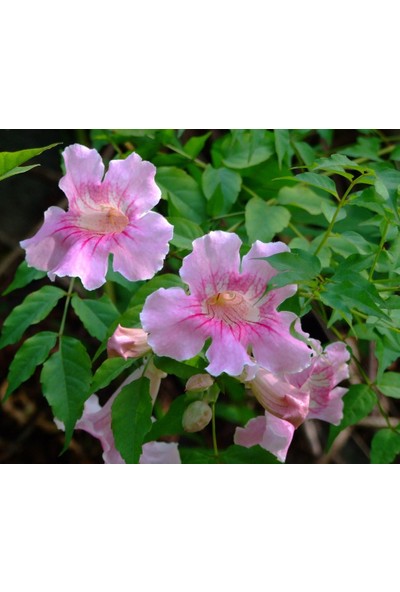 Plantistanbul Podranea Ricasoliana -Pink Trumpet VinePembe Çiçekli Acem Borusu +100 cm Saksıda Plantistanbul Podranea Ricasoliana -Pink Trumpet VinePembe Çiçekli Acem Borusu +100 cm Saksıda