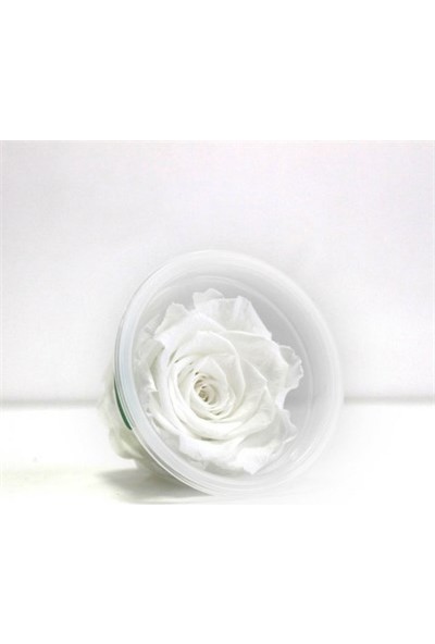 Greenmall Şoklanmış Gül Beyaz