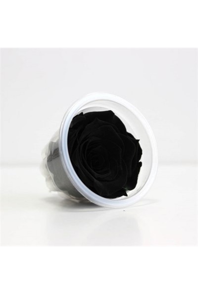 Greenmall Şoklanmış Gül Siyah