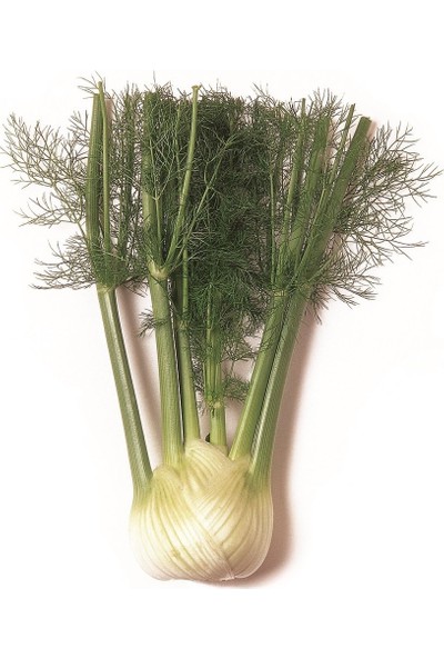Erüst Tropikal Sepet Fençel Rezene (Fennel)
