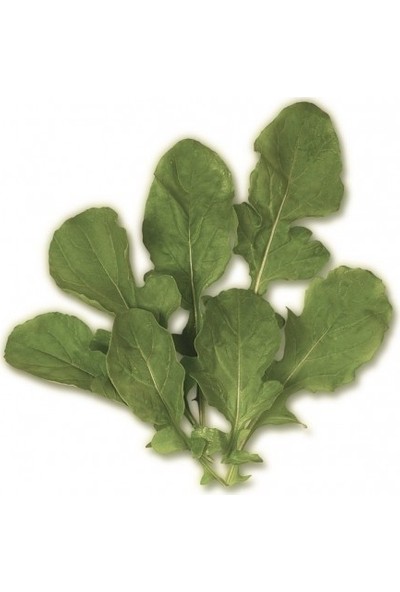 Chef's Garden Tropikal Sepet Mini Roka (Baby) 150 gr Chef's Garden Tropikal Sepet Mini Roka (Baby) 150 gr