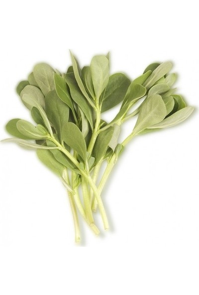 Erüst Tropikal Sepet Semizotu 150 gr