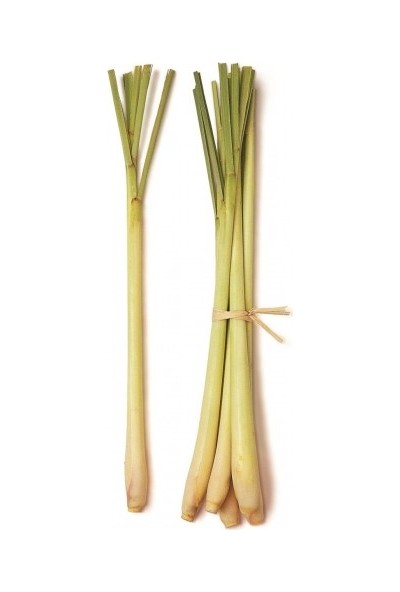 Chef's Garden Tropikal Sepet Lemongrass (Limonotu)