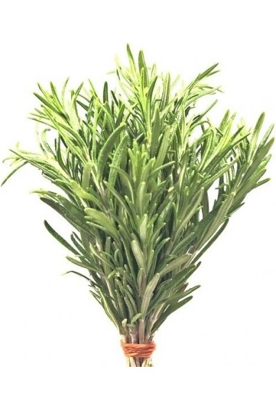 Chef's Garden Tropikal Sepet Biberiye (Rozmarin) 25 gr