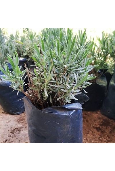 Mimoza Bahçe Tipi Tüplü Lavanta Fidanı Lavandula Intermedia 15 - 25 cm Tekli Mimoza Bahçe Tipi Tüplü Lavanta Fidanı Lavandula Intermedia 15 - 25 cm Tekli