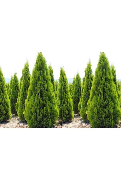 Kuralkan Altuni Mazı Yere Dikim Thuja Orientalis Aurea 150 cm Kuralkan Altuni Mazı Yere Dikim Thuja Orientalis Aurea 150 cm