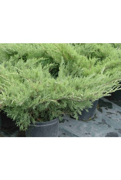 Kuralkan Ardıç Sabin Mavi Juniperus Sabina 100 cm Kuralkan Ardıç Sabin Mavi Juniperus Sabina 100 cm