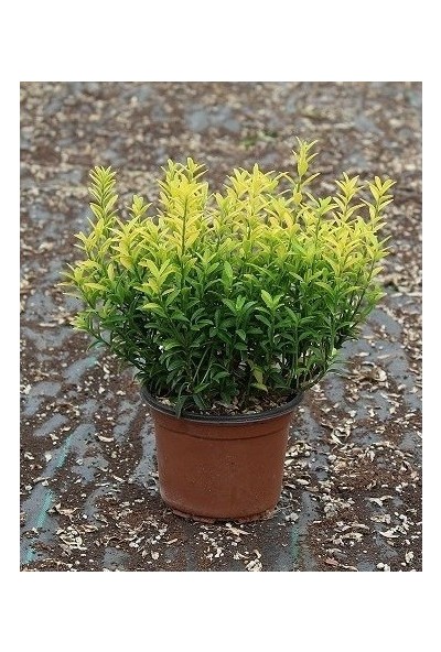 Kuralkan Çıtır Taflan Euonymus Microphyllus Aurea 30 cm Kuralkan Çıtır Taflan Euonymus Microphyllus Aurea 30 cm