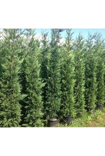 Kuralkan Leylandi Saksı Cupressocyparis Leylandii 200- 250 cm