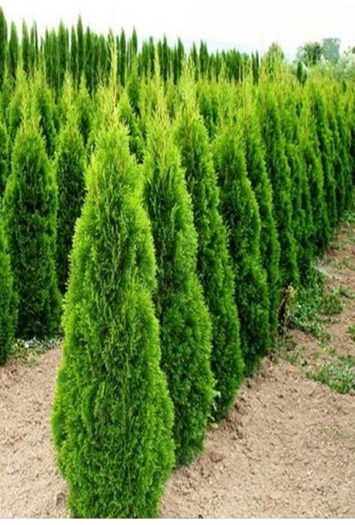 Kuralkan Smargat Yere Dikim Thuja Occidentalis Smargad 150 cm Kuralkan Smargat Yere Dikim Thuja Occidentalis Smargad 150 cm