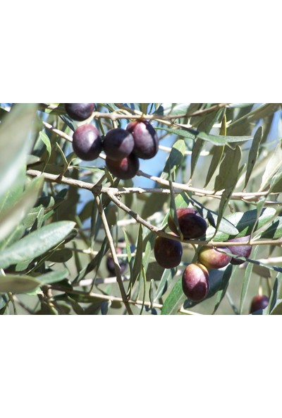 Plantistanbul Zeytin Fidanı Ayvalık 3-4 Yaş Saksıda