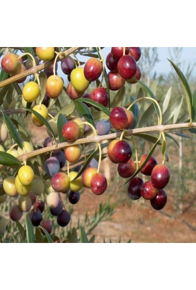 Plantistanbul Zeytin Fidanı Arbequina Saksıda 40 - 60 cm