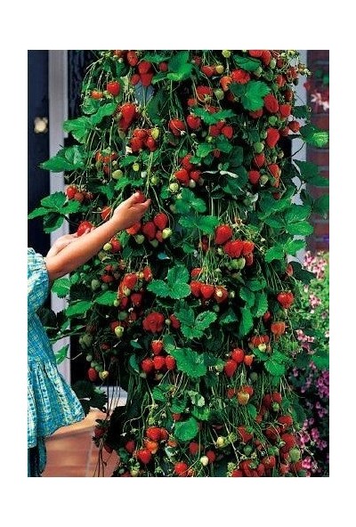 Tohumcu Kikizade Yediveren Çileği Tohumu 100'lü