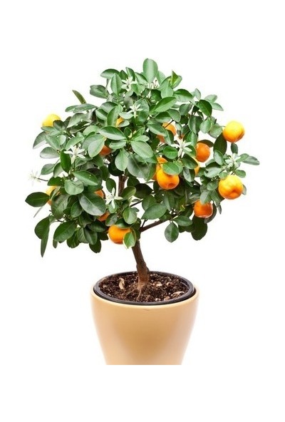 Serdar Çam Tohumculuk Bodur Mandalina Ağacı Tohumu 3'lü Serdar Çam Tohumculuk Bodur Mandalina Ağacı Tohumu 3'lü