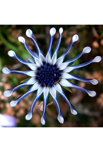 Serdar Çam Tohumculuk Nadir Dev Mavi Papatya Tohumu 5'li Çiçek Tohumu Serdar Çam Tohumculuk Nadir Dev Mavi Papatya Tohumu 5'li Çiçek Tohumu