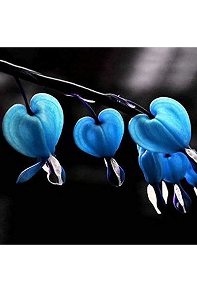 Serdar Çam Tohumculuk Nadir Mavi Kanayan Kalpler Dicentra Çiçeği Tohumu 5'li