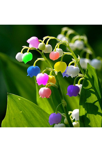 Serdar Çam Tohumculuk Nadir Çan Orkide Tohumu 5'li Çiçek Tohumu Serdar Çam Tohumculuk Nadir Çan Orkide Tohumu 5'li Çiçek Tohumu