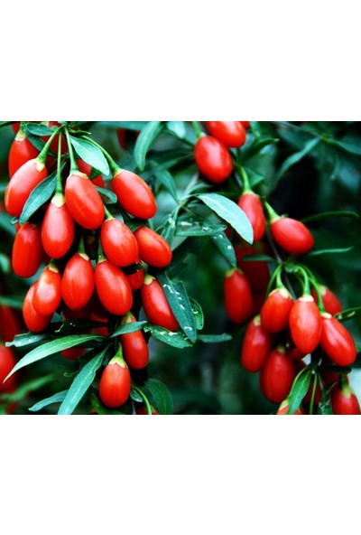 Serdar Çam Tohumculuk Goji Berry Tohumu 15'li Gojiberry Kurt Üzümü Serdar Çam Tohumculuk Goji Berry Tohumu 15'li Gojiberry Kurt Üzümü