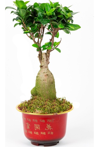 Karadeniz Fidancılık Bonzai Çiçeği / Bonsai ( Havuç Köklü ) 30x50 cm