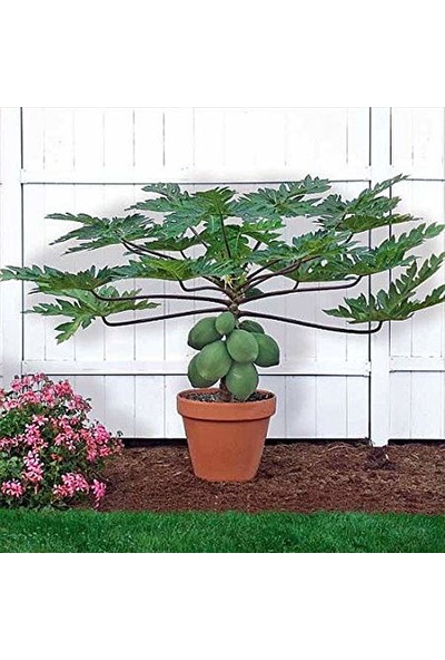 Serdar Çam Tohumculuk Bodur Saksılık Papaya Ağacı Tohumu 3'lü Serdar Çam Tohumculuk Bodur Saksılık Papaya Ağacı Tohumu 3'lü