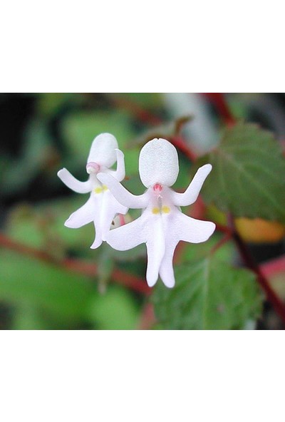 Serdar Çam Tohumculuk Nadir Melek Orkide Tohumu 5'li Çiçek Tohumu Serdar Çam Tohumculuk Nadir Melek Orkide Tohumu 5'li Çiçek Tohumu