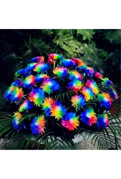 Çam Tohum Nadir Renkli Himalaya Orkide Tohumu 5'li