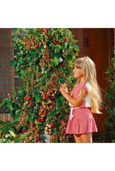 Serdar Çam Tohumculuk Nadir Alman Çilek Ağacı Tohumu 10'lu