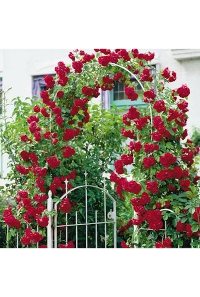 Serdar Çam Tohumculuk Kırmızı Sarmaşık Gül Tohumu 5'li Serdar Çam Tohumculuk Kırmızı Sarmaşık Gül Tohumu 5'li