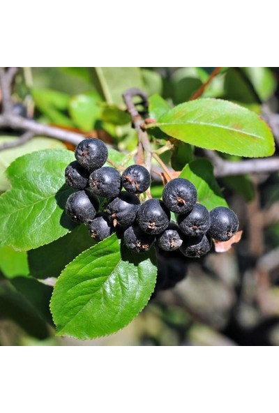 Aronya Fidesi 5 Adet Aronya Fidesi 5 Adet