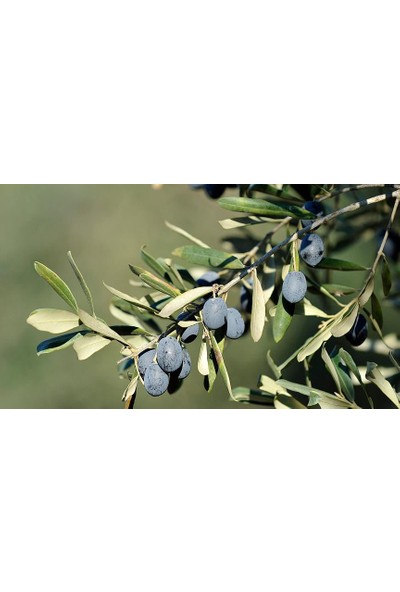 Trilye (Gemlik) Zeytin Fidanı 3 Adet