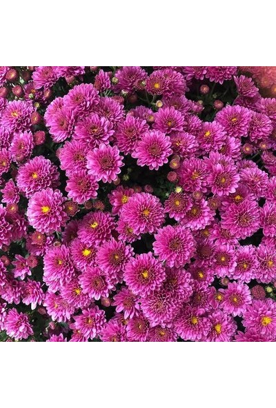 Boothas Kasımpatı Çiçeği Tohumu 15'li Saksı Torf Tohum