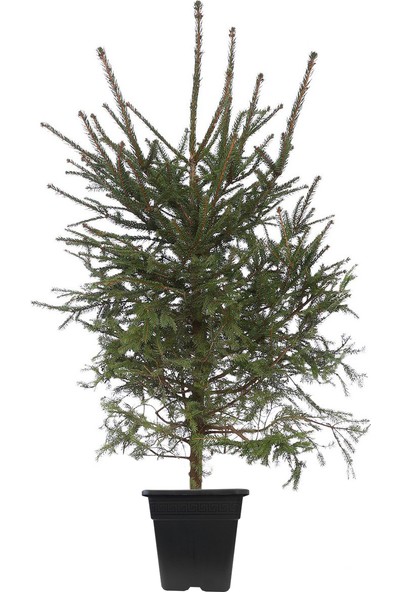 Karadeniz Fidancılık Ladin Çam Fidanı