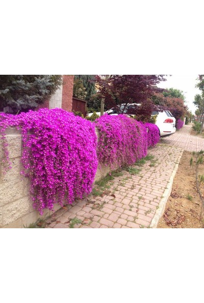 Tunç Botanik Acem Halısı Askılı Saksıda 3'lü Tunç Botanik Acem Halısı Askılı Saksıda 3'lü