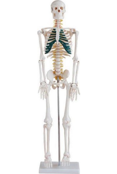 Ece Spinal Sinirleri Gösterir İnsan İskeleti Modeli 85 cm Ece Spinal Sinirleri Gösterir İnsan İskeleti Modeli 85 cm