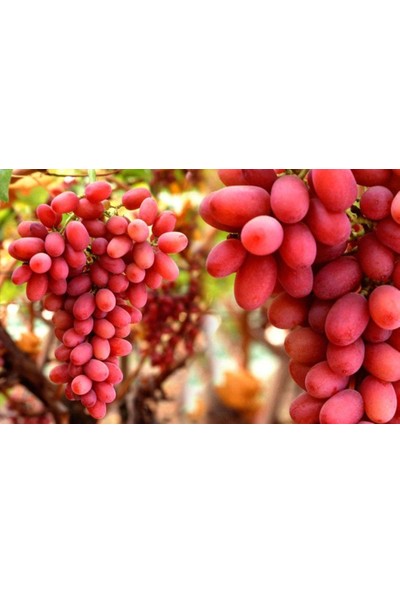 Plantistanbul Asma Üzüm Fidanı Crimson Seedless Açık Köklü 20 - 40 cm Plantistanbul Asma Üzüm Fidanı Crimson Seedless Açık Köklü 20 - 40 cm