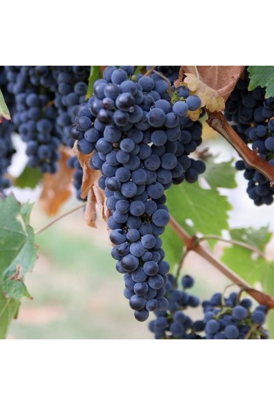 Plantistanbul Asma Üzüm Fidanı Tekirdağ Ilkereni Açık Köklü 20 - 40 cm