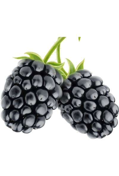 Serdar Çam Tohumculuk Kara Böğürtlen Tohumu 5'li