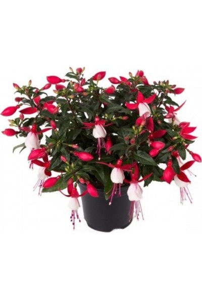 Serdar Çam Tohumculuk Karışık Küpeli Çiçeği Tohumu 5'li