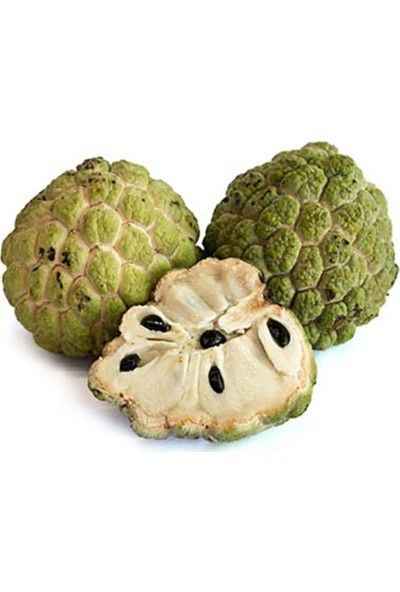 Serdar Çam Tohumculuk Tropikal Sugar Apple Meyvesi Tohumu 3'lü Serdar Çam Tohumculuk Tropikal Sugar Apple Meyvesi Tohumu 3'lü