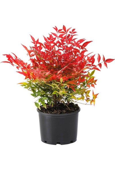 Karadeniz Fidancılık Cennet Bambusu Nandina Büyük Karadeniz Fidancılık Cennet Bambusu Nandina Büyük