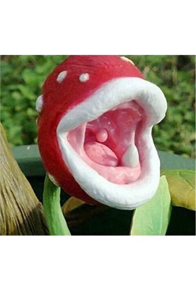 Serdar Çam Tohumculuk Etçil Etobur Sinek Kapan Bitkisi Tohumu 5'li Serdar Çam Tohumculuk Etçil Etobur Sinek Kapan Bitkisi Tohumu 5'li