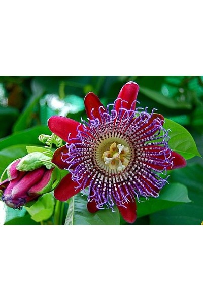 Serdar Çam Tohumculuk Nadir Passiflora Tohumu 3'lü Serdar Çam Tohumculuk Nadir Passiflora Tohumu 3'lü