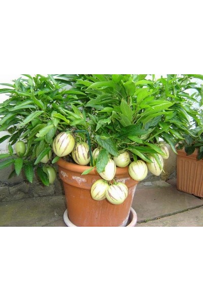 Çam Tohumculuk Nadir Saksılık Pepino Tohumu 5'li