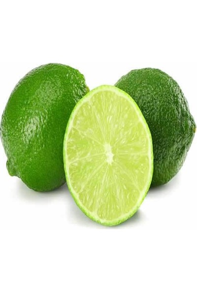 Fidan Sahası Tüplü Bodur Lime Misket Limon 2 Yaş Boy 70 - 80 cm Fidan Sahası Tüplü Bodur Lime Misket Limon 2 Yaş Boy 70 - 80 cm