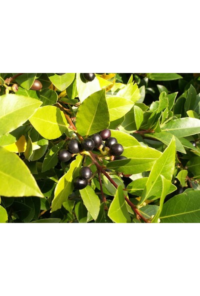 Fidan Sahası Tüplü Defne Fidanı 90 - 110 cm Fidan Sahası Tüplü Defne Fidanı 90 - 110 cm