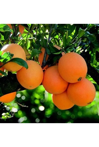 Fidan Sahası Tüplü Erkenci Navelina Portakal Yaş 1 - 2 Boy 90 - 110 cm