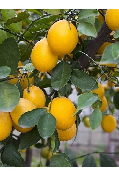 Fidan Sahası Tüplü Saksılık Bodur Yediveren Limon 3 Yaş 50 - 60 cm Fidan Sahası Tüplü Saksılık Bodur Yediveren Limon 3 Yaş 50 - 60 cm