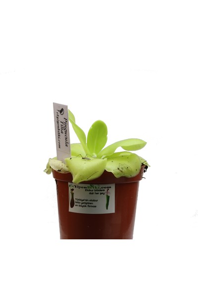 Etobur Bitkim Saksıda Dikili Canlı Yetişkin Pinguicula Tina Sivrisinek Avcısı