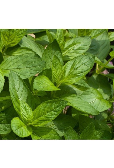 Arzuman Nane Sebze Tohum 100 Adet