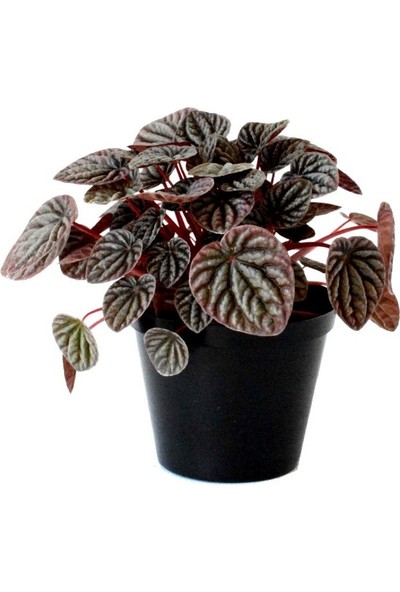 Boothas Peperomia Schumi Red Tohumu 10'lu Boothas Peperomia Schumi Red Tohumu 10'lu